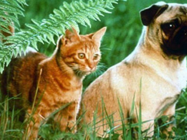 SIFFRAFF Selects: Movie Cats